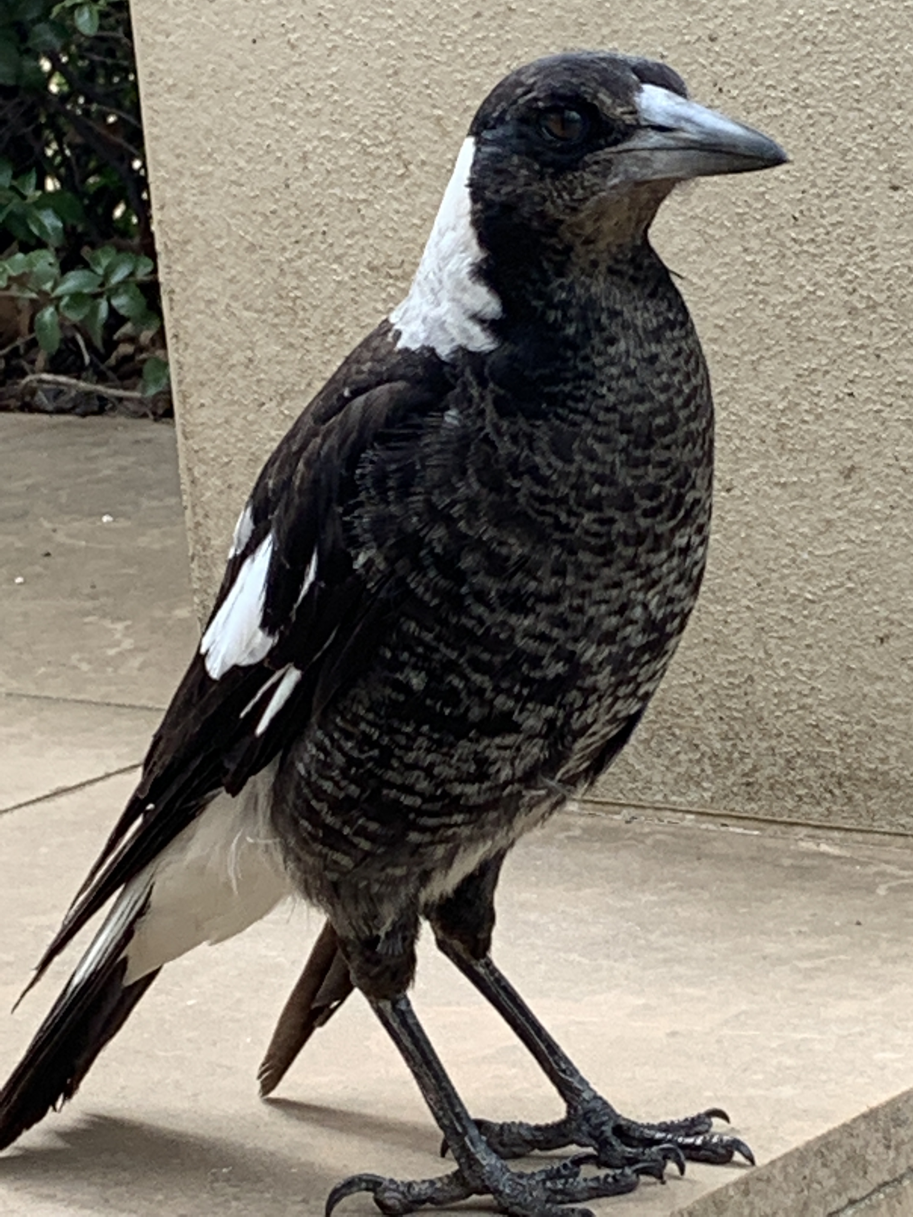 quarantine -day 3 – invasion of magpies – not that heinlein