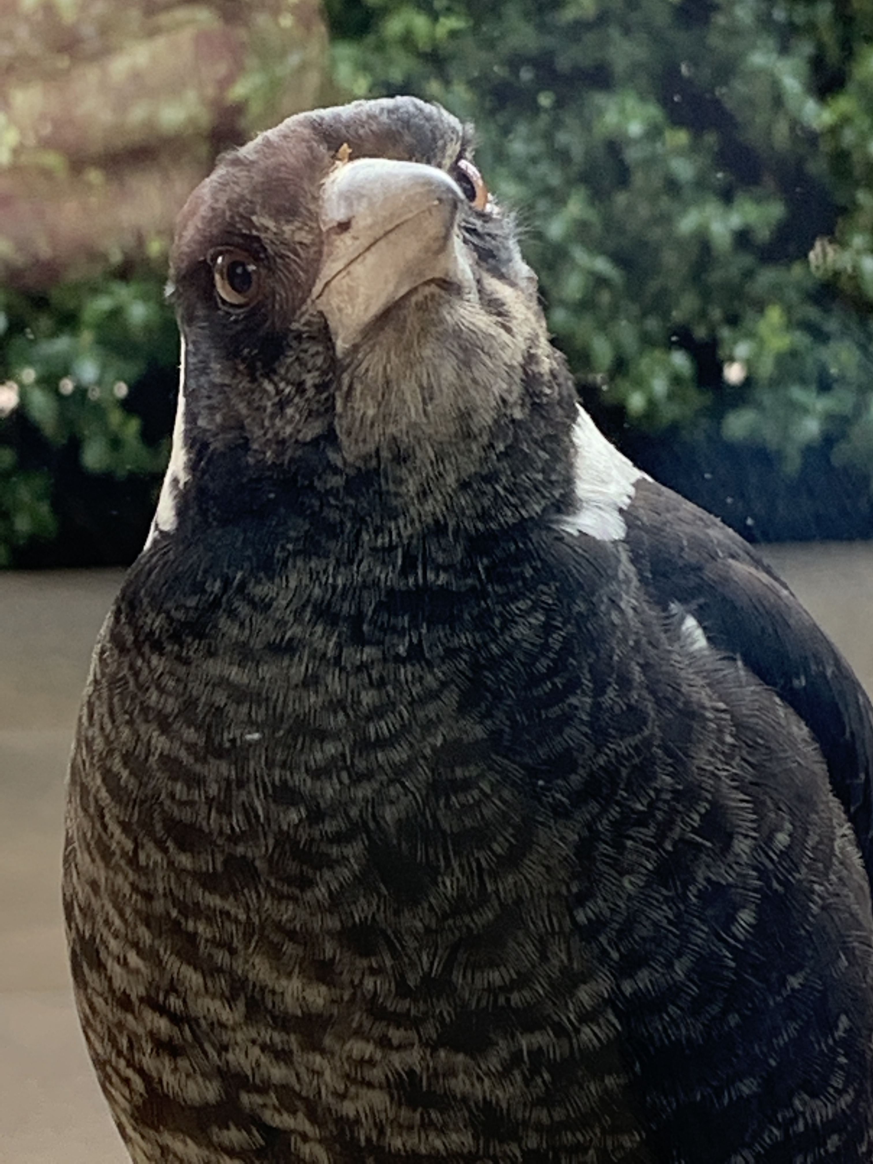 becoming a nuisance – not that heinlein