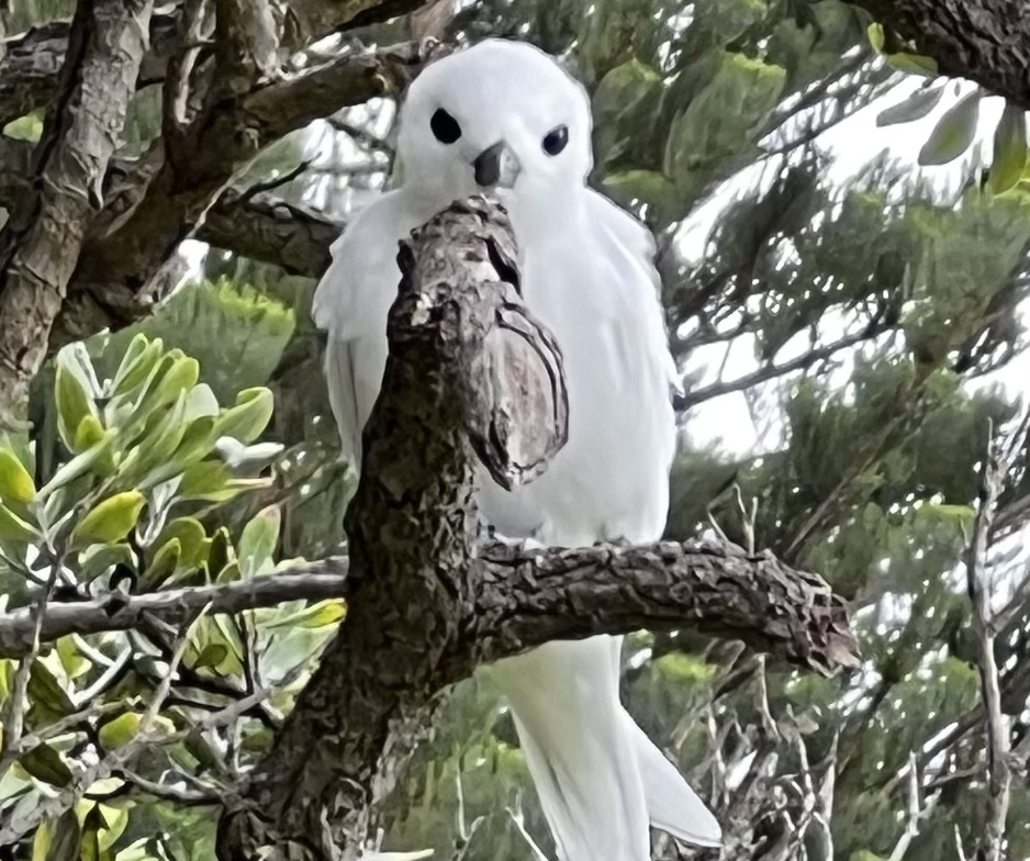 good LORD HOWE sweet this little ISLAND is – not that heinlein